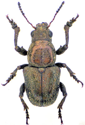 Galerie - Site de insectedumaroc