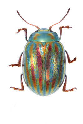 Galerie - Site de insectedumaroc