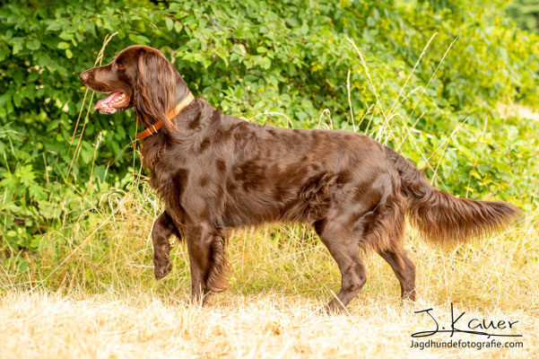 Deutsch Langhaar - julia kauer jagdhunde fotografie