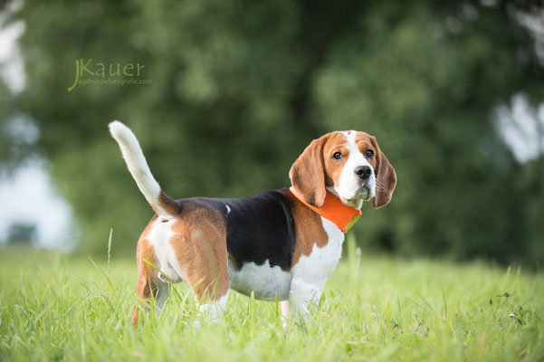 Beagle - julia kauer jagdhunde fotografie