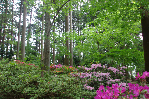 高天山草園のホームページ - takama-sanyasoen Jimdoページ 高天山草園のホームページ - takama-sanyasoen Jimdoページ