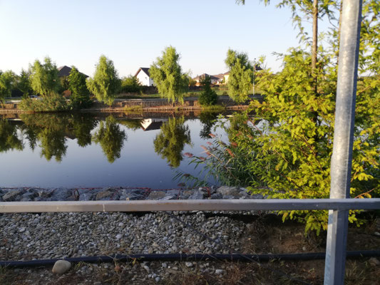 Parcul dendrologic si padurea Chitila - costacheinjurullumii