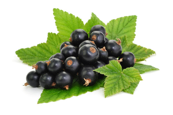 Le Cassis - Domaine du Croc du Merle