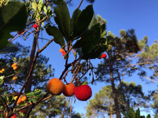 La Jenny - village - chalet atlantic la jenny