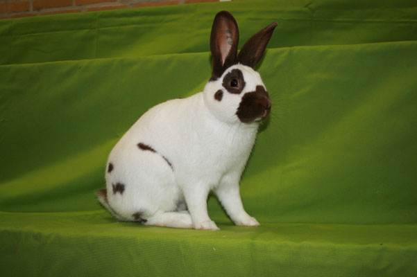 Klein Lotharinger - Kleurdwerg - Klein Lotharinger - Kleurdwerg