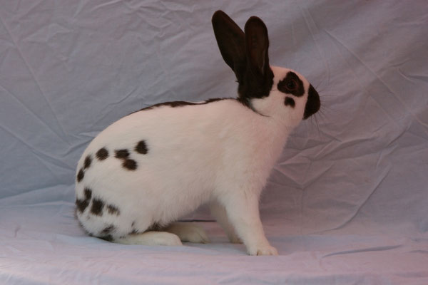 Klein Lotharinger - Kleurdwerg - Klein Lotharinger - Kleurdwerg