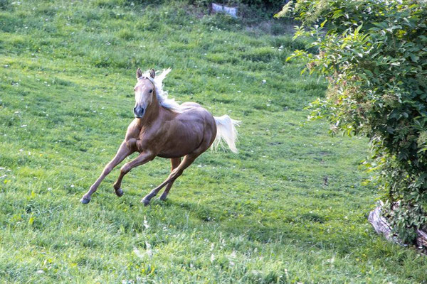 Big Guns Lady Rietta - Leos Eternal Norfleet Paint Horse Hengst All ...