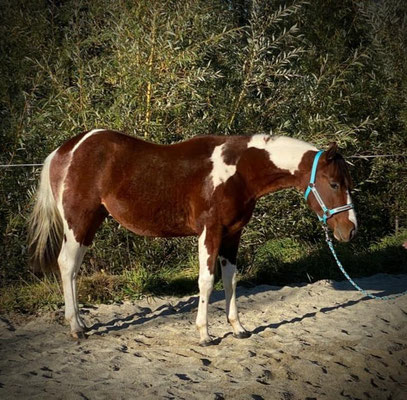 Floppy Spoons Prints - Leos Eternal Norfleet Paint Horse Hengst All ...