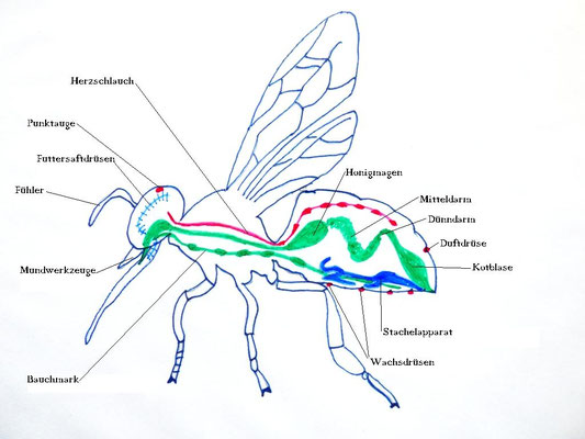 unsere Mitarbeiter/innen - Bienenbursche Hobbyimkerei mehr als Honig ...