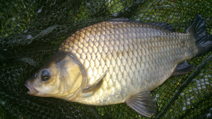 CARASSIN - Site de aappma-valleedupetitmorin