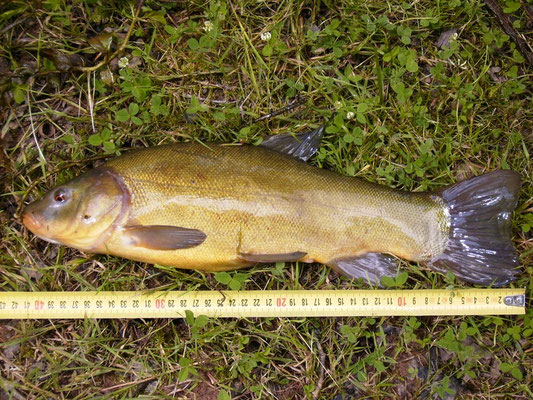 TANCHE - Site de aappma-valleedupetitmorin