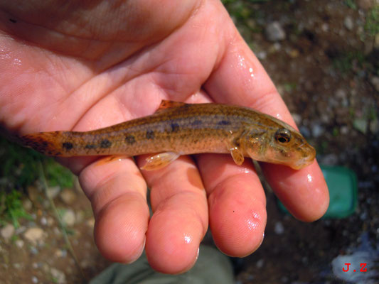 GOUJON - Site de aappma-valleedupetitmorin