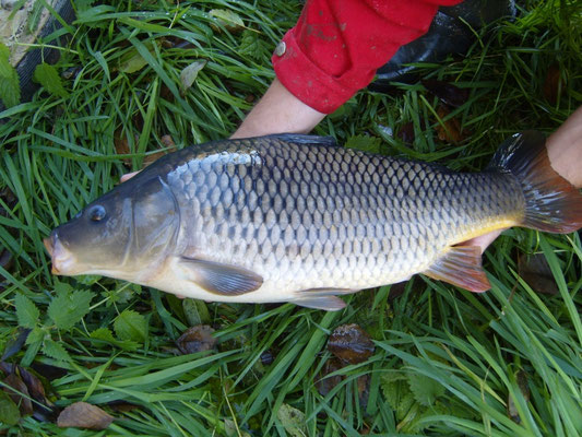 CARPE COMMUNE - Site de aappma-valleedupetitmorin