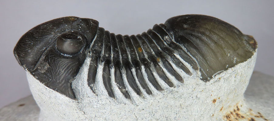 Trilobites - Trilobites de Marruecos - Moroccan trilobites