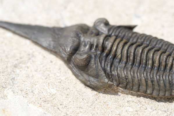 Trilobites - Trilobites de Marruecos - Moroccan trilobites