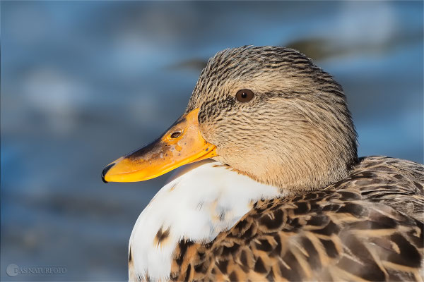 Stockente, Bilder, Foto - Naturfotografie