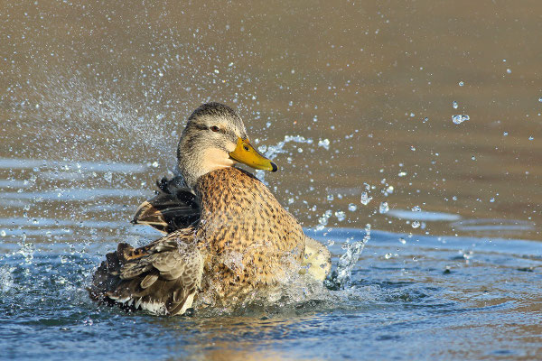 Stockente, Bilder, Foto - Naturfotografie