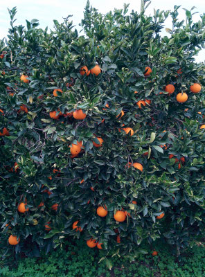 Galleria fotografica Arance Ok - Vendita Arance di Ribera online