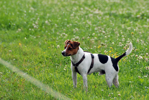 In Deutschland lebende Dansk/Svensk Gardhunde - dansk svensk gardhund ...