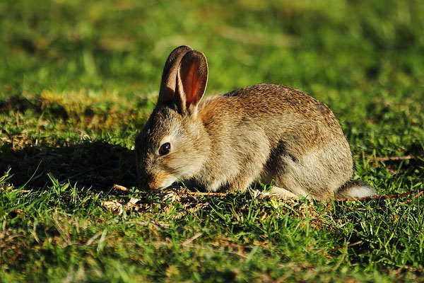 Lapins. - http://labetedesvosges.jimdo.com/