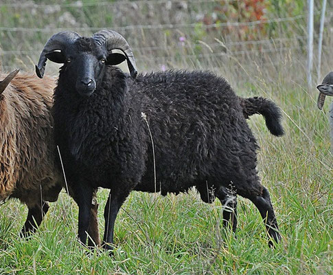 Farben der Skudden - bunte-skuddens Webseite!