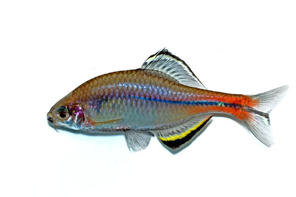 調査・研究・保全 - 公式ホームぺージ