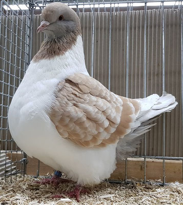 club du pigeon strasser - Site du club francais du pigeon strasser