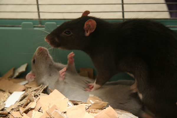 Nieuwe ratjes introduceren - Alles over tamme ratjes!