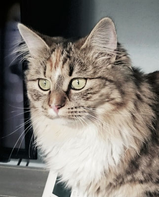 Siberische kat - De website van catteryfelidos!