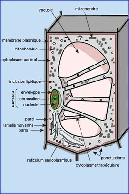 ACTIVITE 6 : ORGANISATION CELLULAIRE DE LA MATIERE VIVANTE - Site des ...