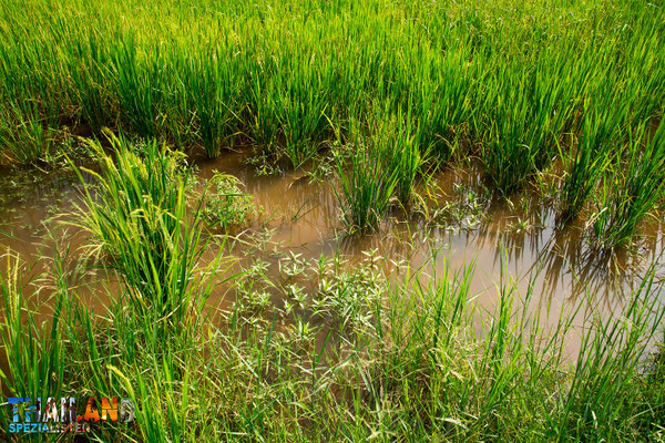 Reisanbau in Thailand - Urlaub in Thailand erleben