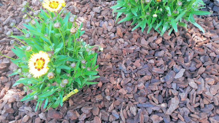 Herzlich Willkommen in unserem Shop für Pinienrinde, die Ihren Namen ...