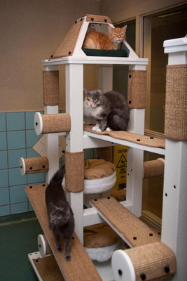 Transformez votre maison en palace pour chat ! - Site de ...