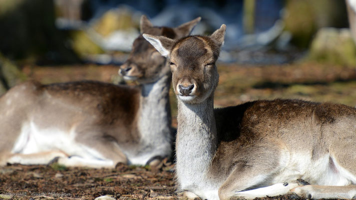 Wildpark Poing - guidohamanns Jimdo-Page!