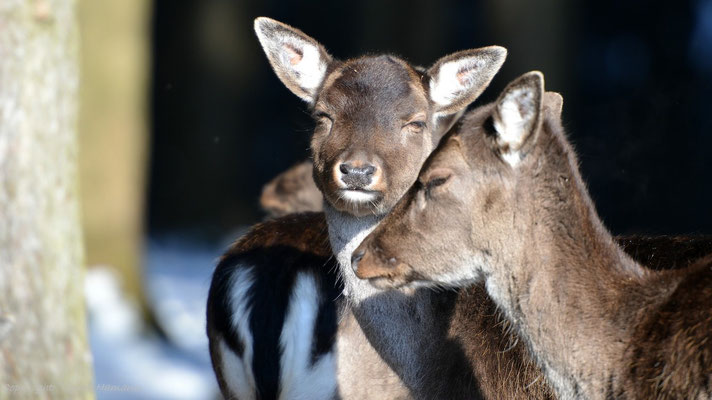 Wildpark Poing - guidohamanns Jimdo-Page!