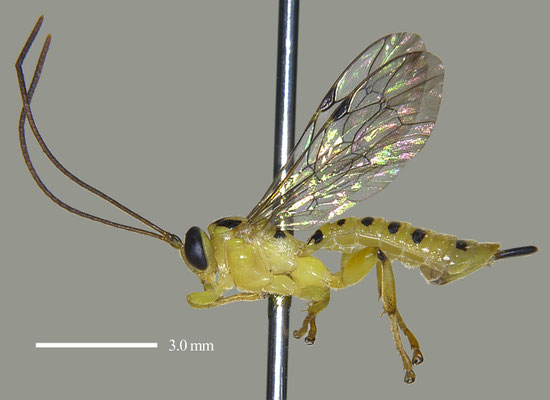 Xanthopimpla - Image Database of Parasitoid Wasps
