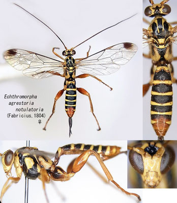 Echthromorpha - Image Database of Parasitoid Wasps