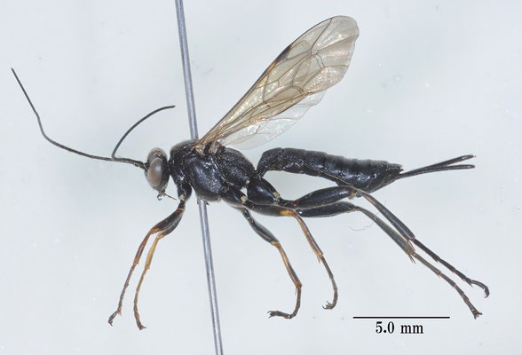 Pimpla - Image Database of Parasitoid Wasps