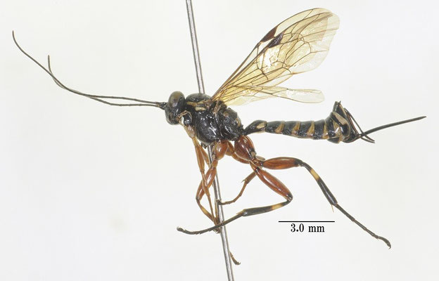 Pimpla - Image Database of Parasitoid Wasps