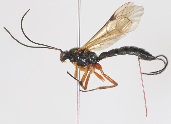 Gregopimpla - Image Database of Parasitoid Wasps