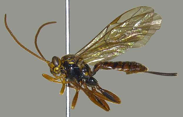 Theronia (Theronia) - Image Database of Parasitoid Wasps