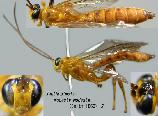 Xanthopimpla - Image Database of Parasitoid Wasps
