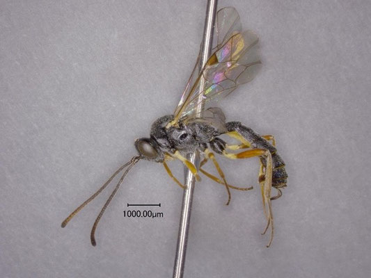 Stilbops - Image Database of Parasitoid Wasps