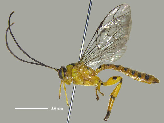 Xanthopimpla - Image Database of Parasitoid Wasps
