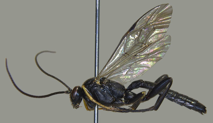 Pimpla - Image Database of Parasitoid Wasps