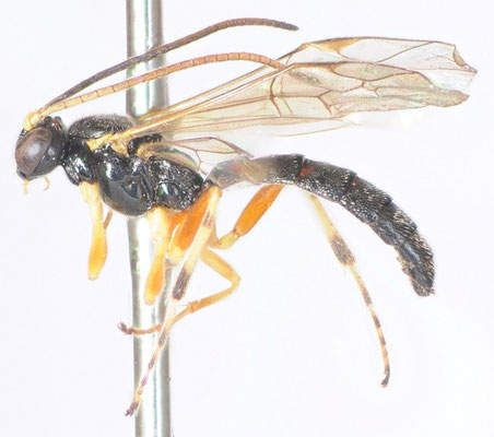Gregopimpla - Image Database of Parasitoid Wasps