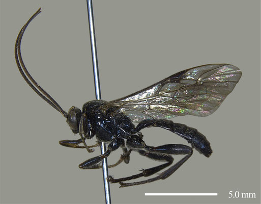 Theronia (Theronia) - Image Database of Parasitoid Wasps