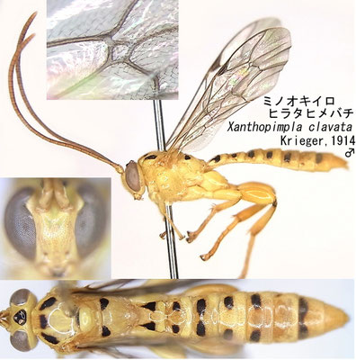 Xanthopimpla - Image Database of Parasitoid Wasps