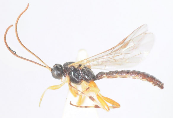 Gregopimpla - Image Database of Parasitoid Wasps