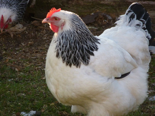 Unsere Sundheimer - sundheimer-allgaeu Webseite!